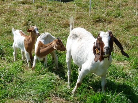 Chèvres Boer | L'Âne à Nath