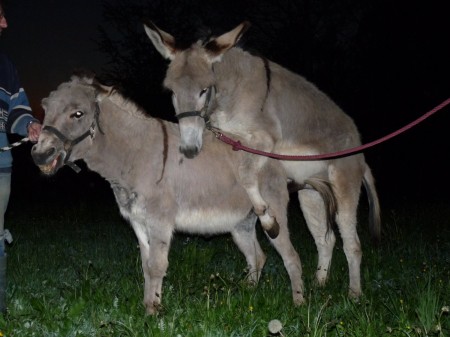 Âne commun | L'Âne à Nath